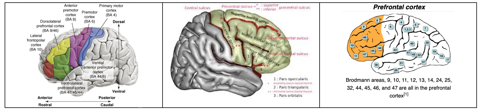 Chapter 5. The brain is a computer – How the Brain Works – What ...