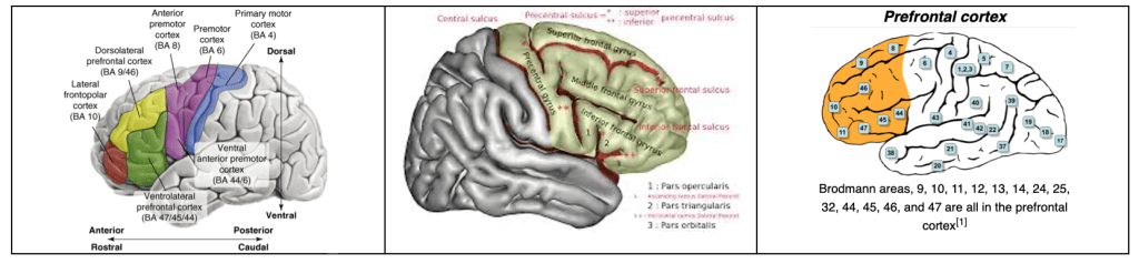 Chapter 5. The brain is a computer – How the Brain Works – What ...