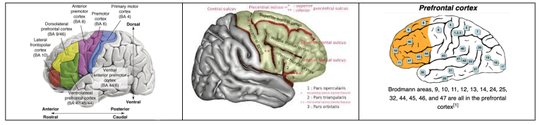 Chapter 5. The brain is a computer – How the Brain Works – What ...
