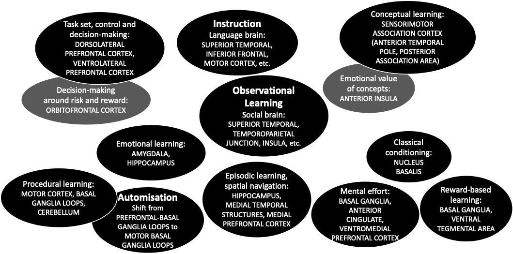 Chapter 7. How it gets to work this way: development and learning – How ...