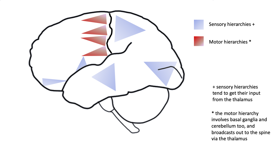 Chapter 3. What are the bits of the brain and what do they do? – How ...