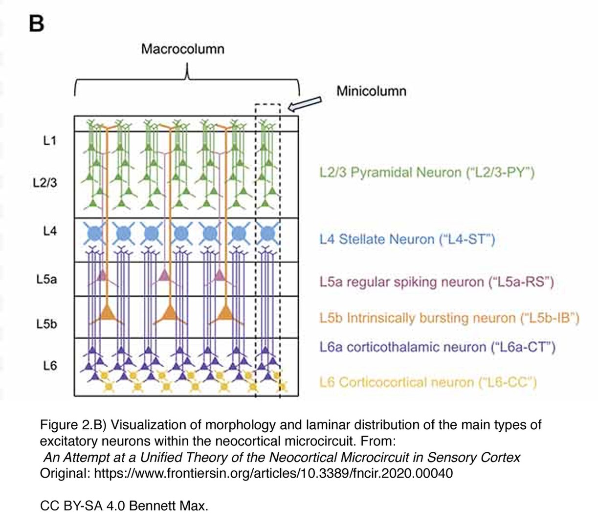 Chapter 5. The brain is a computer – How the Brain Works – What ...