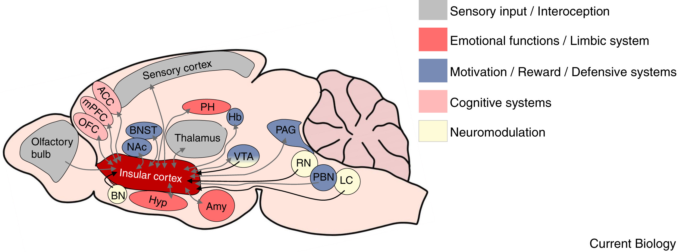 Chapter 5. The brain is a computer – How the Brain Works – What ...
